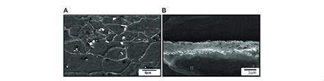 Sem Micrographs Of Substrate Steel A Show The Top Surface After The