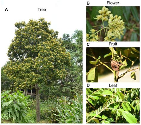 Chromosome Level Genome Assembly Of Ormosia Henryi Provides Insights