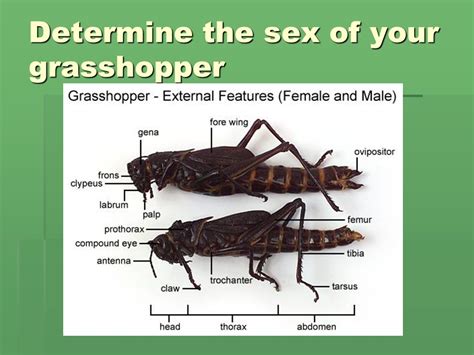 Grasshopper Anatomy Dissection