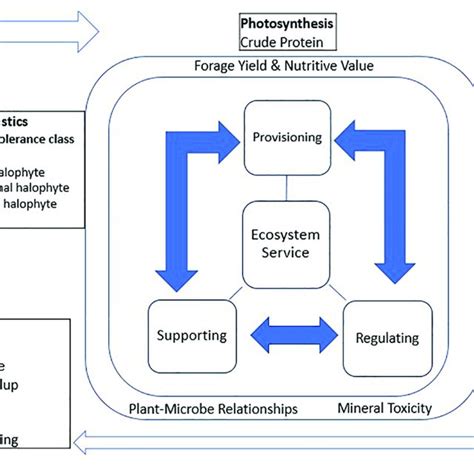 Flow Diagram Of Conceptual Framework For Evaluating Ecosystem Download Scientific Diagram