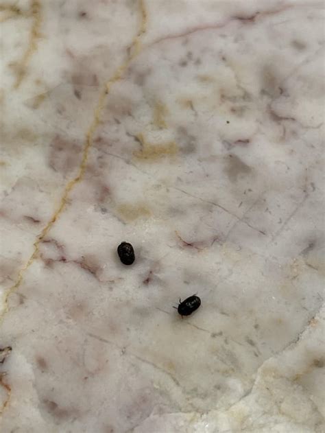 What Is This Tiny Bug On My Tile Floor Comes Out In Warm Weather Rpestcontrol