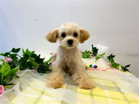 싸개싸개 무료강아지분양사이트