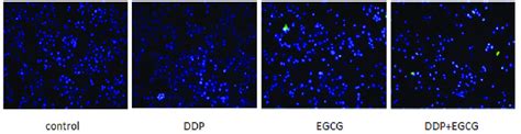 Cell Morphology Was Visualized By Dapi Staining Download Scientific Diagram