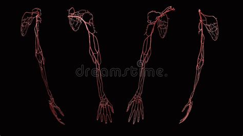 Arterial Anatomy Of Full Upper Extremity Arm 3d Stock Illustration Illustration Of Medicine