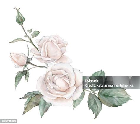 흰 장미 수채화 그림입니다 손으로 그렸고 격리된 흰색 배경 꽃 클립아트 꽃다발 화환 수배 청첩장 기념일 생일 엽서 인사말 0명에 대한 스톡 벡터 아트 및 기타 이미지