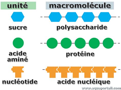 Une Macromolécule Quest Ce Que Cest