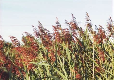 Invasive Phragmites Statewide Management Strategy Now Available Wwis