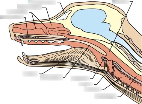 Diagram Of Upper Respiratory System Diagram Quizlet