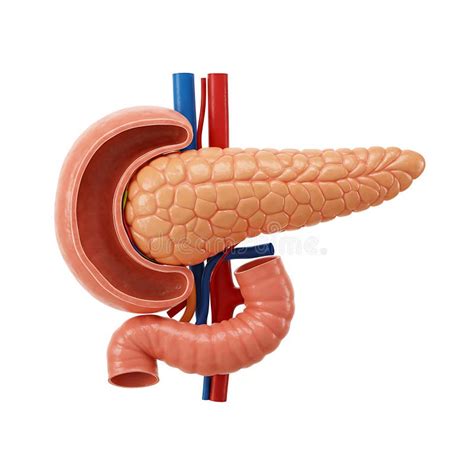 Anatomy Duodenum Stock Illustrations 5 851 Anatomy Duodenum Stock Illustrations Vectors
