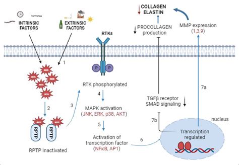 The Pathway Under The Influence Of Intrinsic And Extrinsic Factors 1