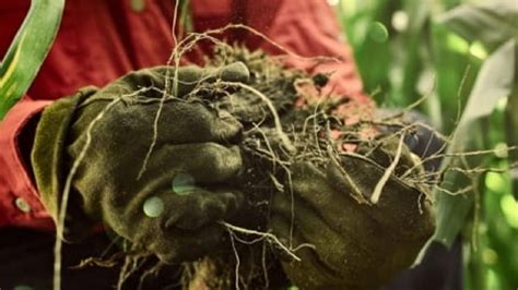 Corn Rootworm Protection Crop Science Us