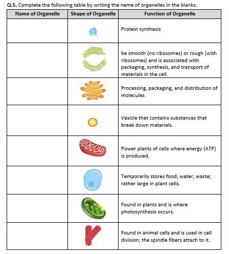 Cell Organelles Worksheet Pdf