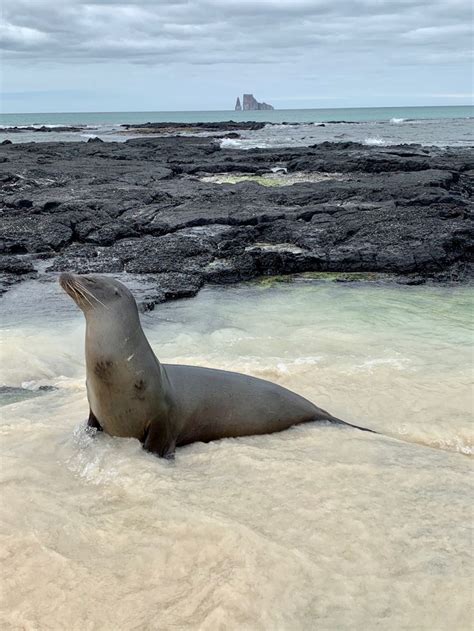 Galápagos Sea Lions In Their Natural Habitat Galapagos Islands Travel