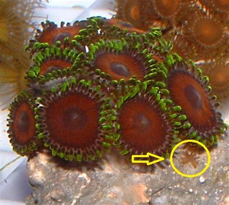Zoanthid Pests And Diseases Corals For Sale Pests Disease