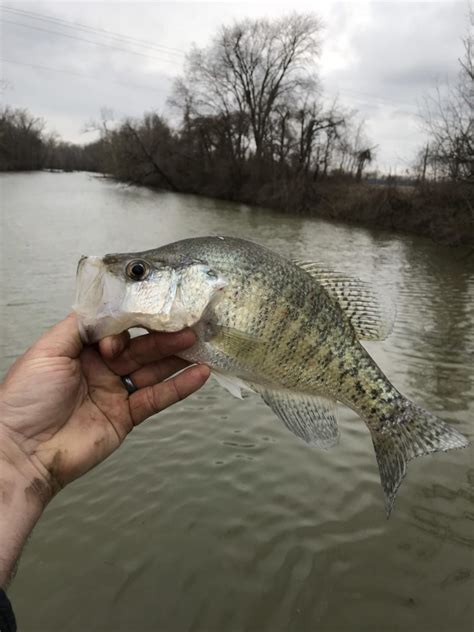Crappie Chasing Minnows