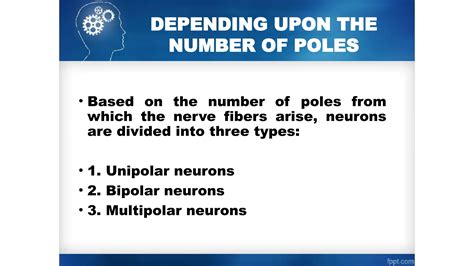 NERVOUS SYSTEM CLASSIFICATION STRUCTURE OF NEURON NERVE FIBERS Pptx