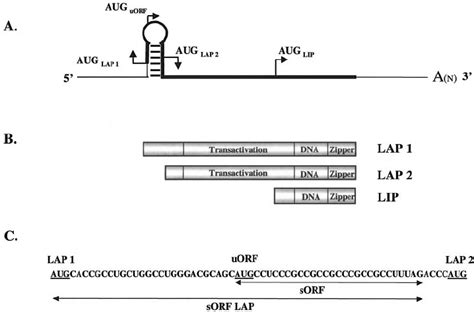 schematic of c ebp ␤ mrna and protein isoforms a line drawing of