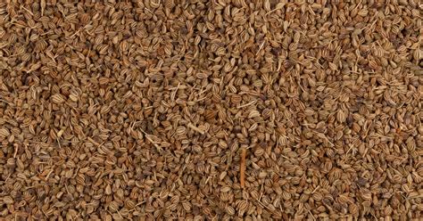 ajowan seed trachyspermum ammi top quality herbs and tinctures