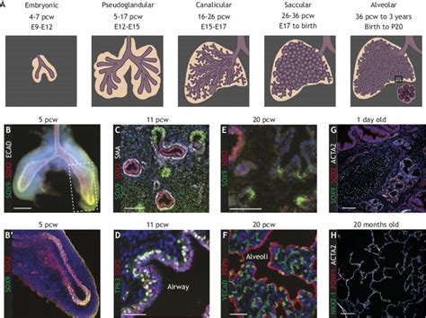 Stages Of Human Lung Development A Schematics Depicting General Lung Download Scientific