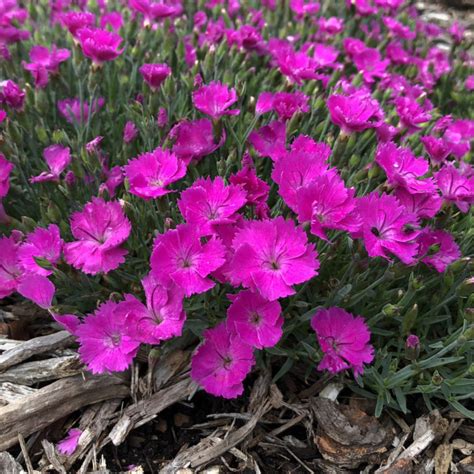 Drought Tolerant Perennials