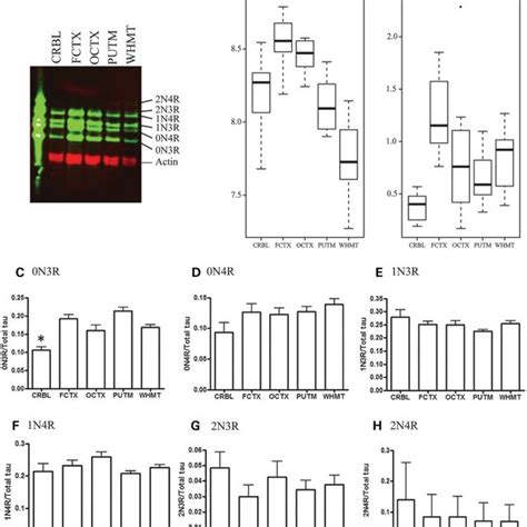 Mapt Geneexon Structure Position Of Expression Probes And Array