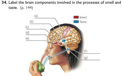 PSYC Smell Taste Diagram Quizlet PSYC Smell Taste Diagram Quizlet