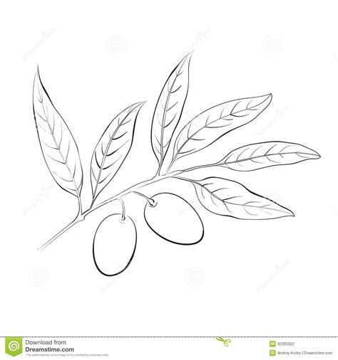 Olive Branch Drawing Easy