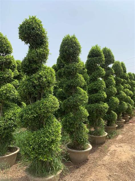 Ficus Spiral Pak Plants