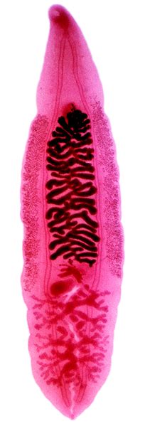 Parasitology 101 Clonorchis Sinensis