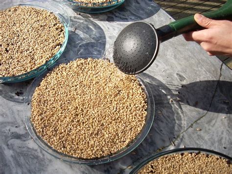 Grow Your Own Easter Grass Daring Young Mom