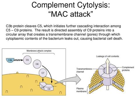 Ppt Click Back Powerpoint Presentation Free Download Id4304791