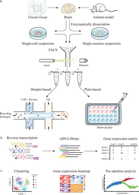 Single Cell Transcriptomics Analysis Of Cellular Heterogeneity And