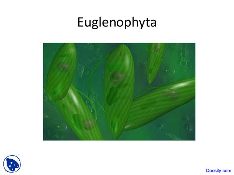 Euglenophyta Limnology Lecture Slides Docsity