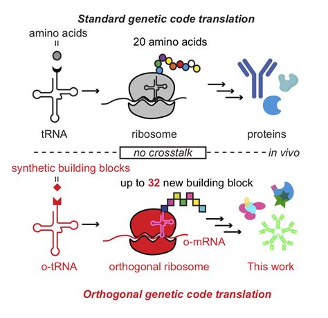 225h Harnessing Orthogonal Trna For De Novo Generation Of Genetic
