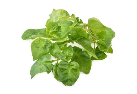 물냉이 잎 흰색 배경에 고립 프리미엄 사진