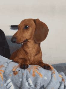 Dachshund S Tenor