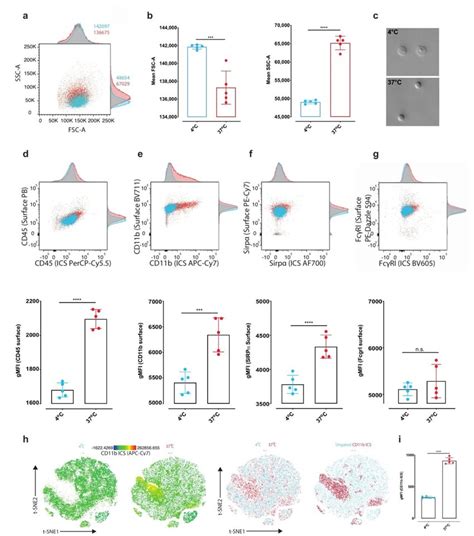 Cell Isolation Method Affects Microglial Surface And Intracellular