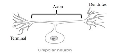 Nervous System Intro And Nervous Tissue Flashcards Quizlet