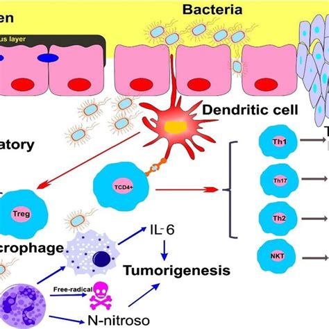 Schematic Diagram Represents The Regulation Of Epithelial Cells Download Scientific Diagram