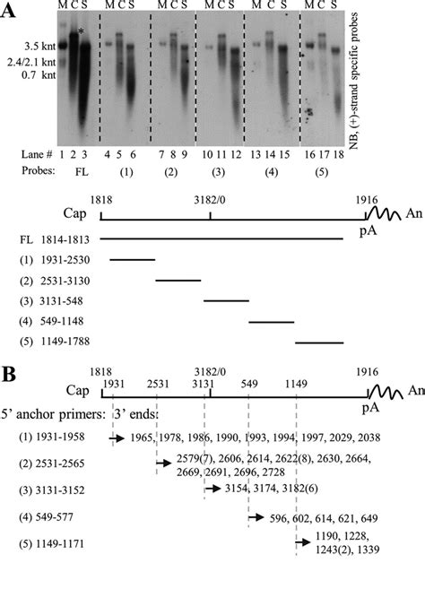 Mapping And Identifying 3 Ends Of Extracellular Hbv Rnas A Northern