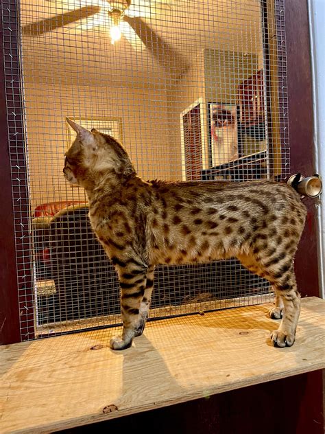 King — Savannahland Cattery