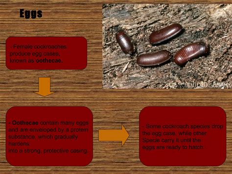 A Cockroachs Life Cycle Ppt