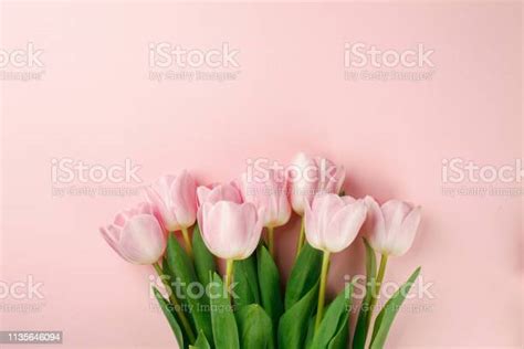 분홍색 배경에 파스텔 핑크 튤립 꽃 꽃다발입니다 평면 누워 평면도 미니 멀 플로랄 플랫 레이 컨셉 개념에 대한 스톡 사진 및 기타 이미지 Istock