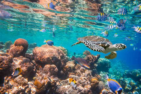 Exploring The Indian Ocean As A Rich Archive Of History Above And
