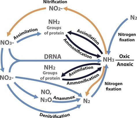 Understanding The Nitrogen Cycle Beginners Education Algaebarn