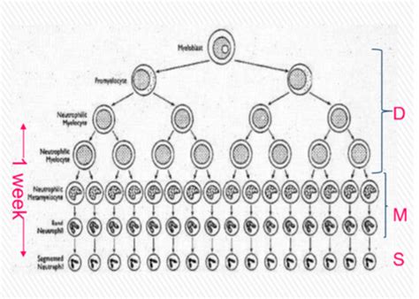 Morphology Leukocytes Flashcards Quizlet