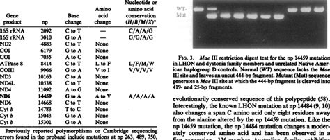 Mtdna Sequence Variants In Lhon And Dystonia Proband Iv 36 Download Table