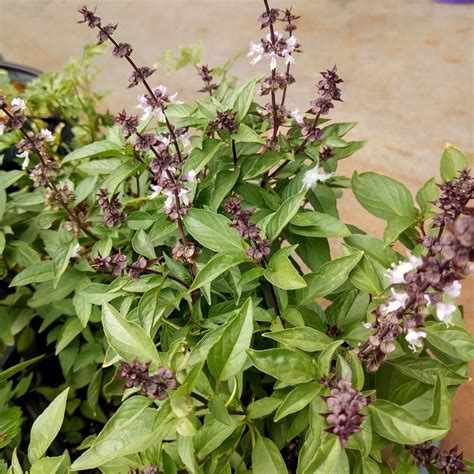 How To Grow Ocimum Basilicum