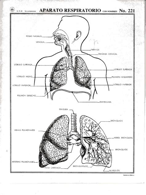 Aparato Respiratorio Con Nombre Pdf