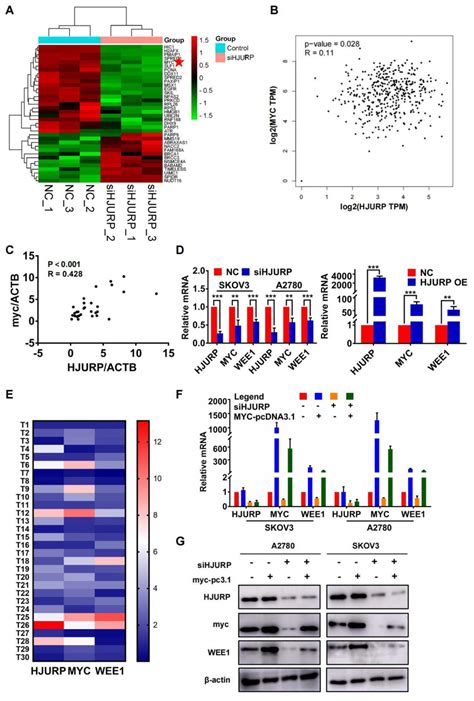 Silencing Hjurp Could Down Regulate Wee1 Via Inhibiting Myc Expression Download Scientific